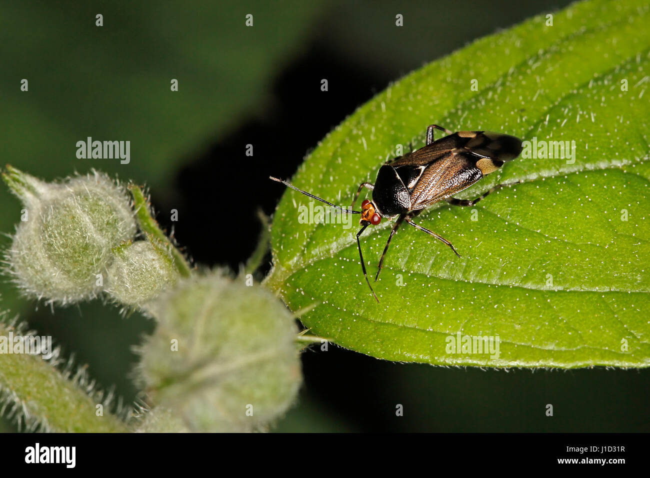 Piercing sucking mouthparts hi-res stock photography and images - Alamy