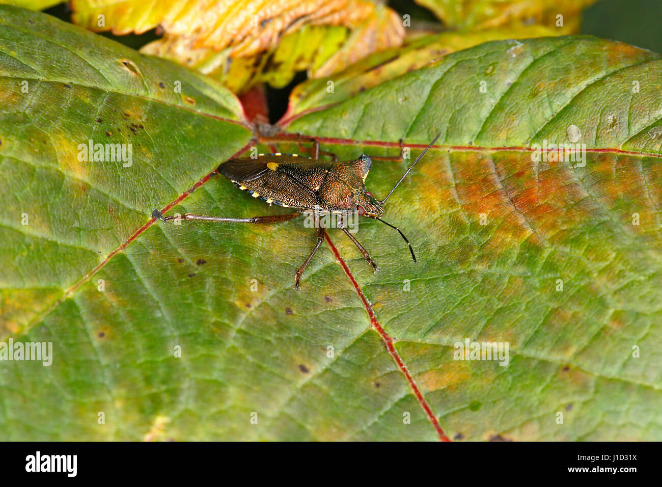 Red-legged Shield Bug (Pentatoma rufipes) resting on leaf in woodland ...