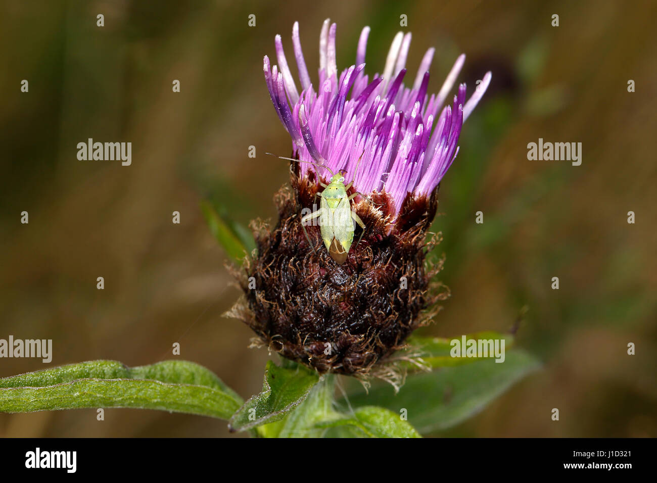 Common Green Capsid Bug (Lygocoris pabulinus) on Knapweed (Centaurea ...