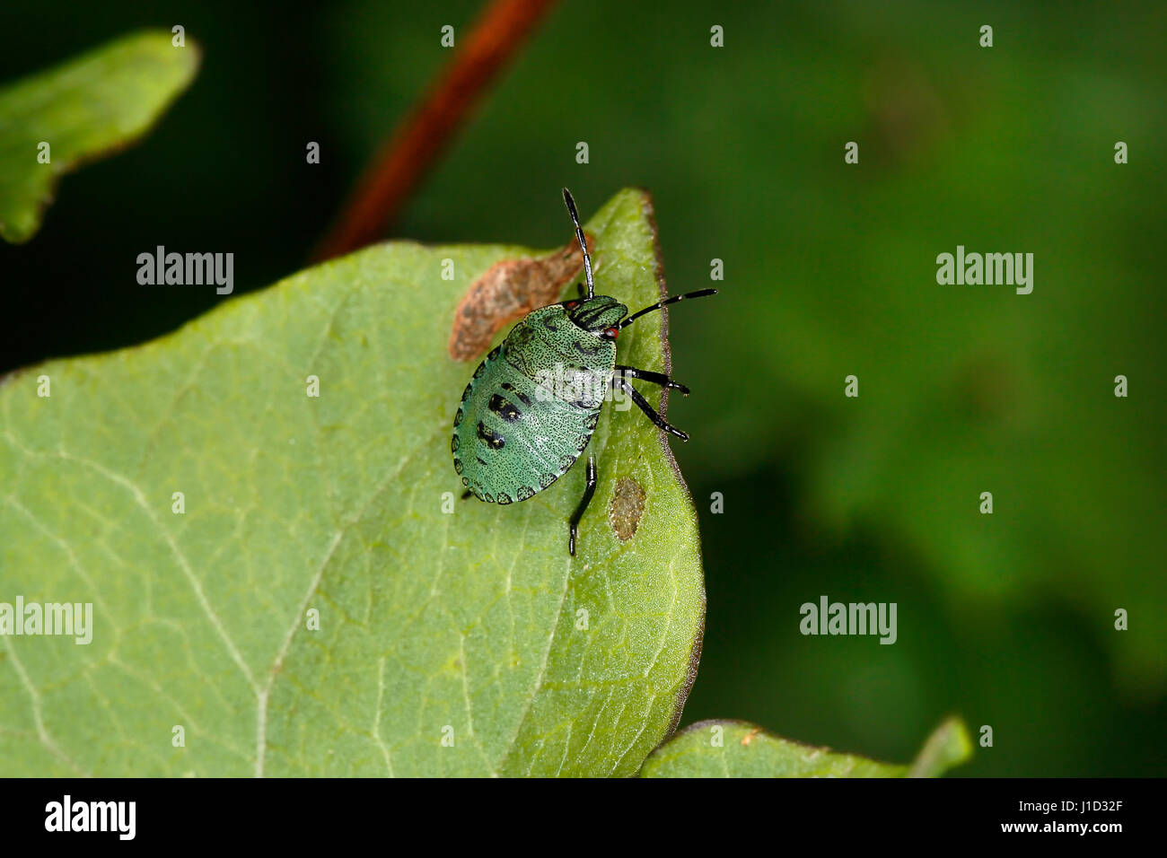 Green Shield Bug (Palomena prasina) nymph resting on leaf at the edge ...