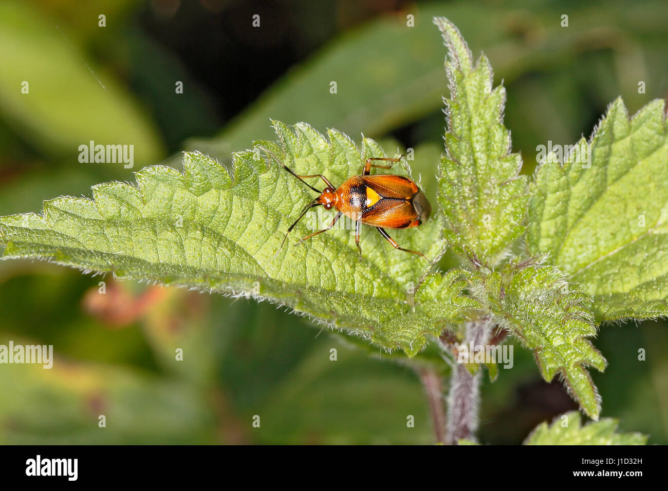 Piercing sucking mouthparts hi-res stock photography and images - Alamy