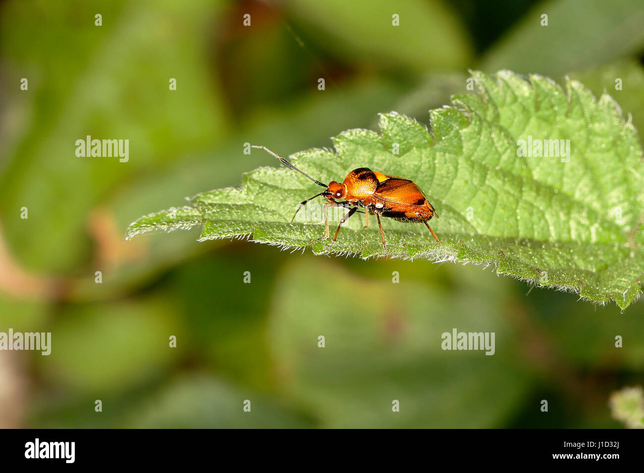 Bug (Deraeocoris ruber) on Nettle (Urtica dioica) leaf Cheshire UK ...