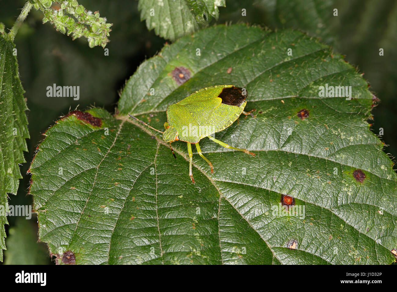 Green Shield Bug (Palomena prasina) resting on leaf at the edge of ...