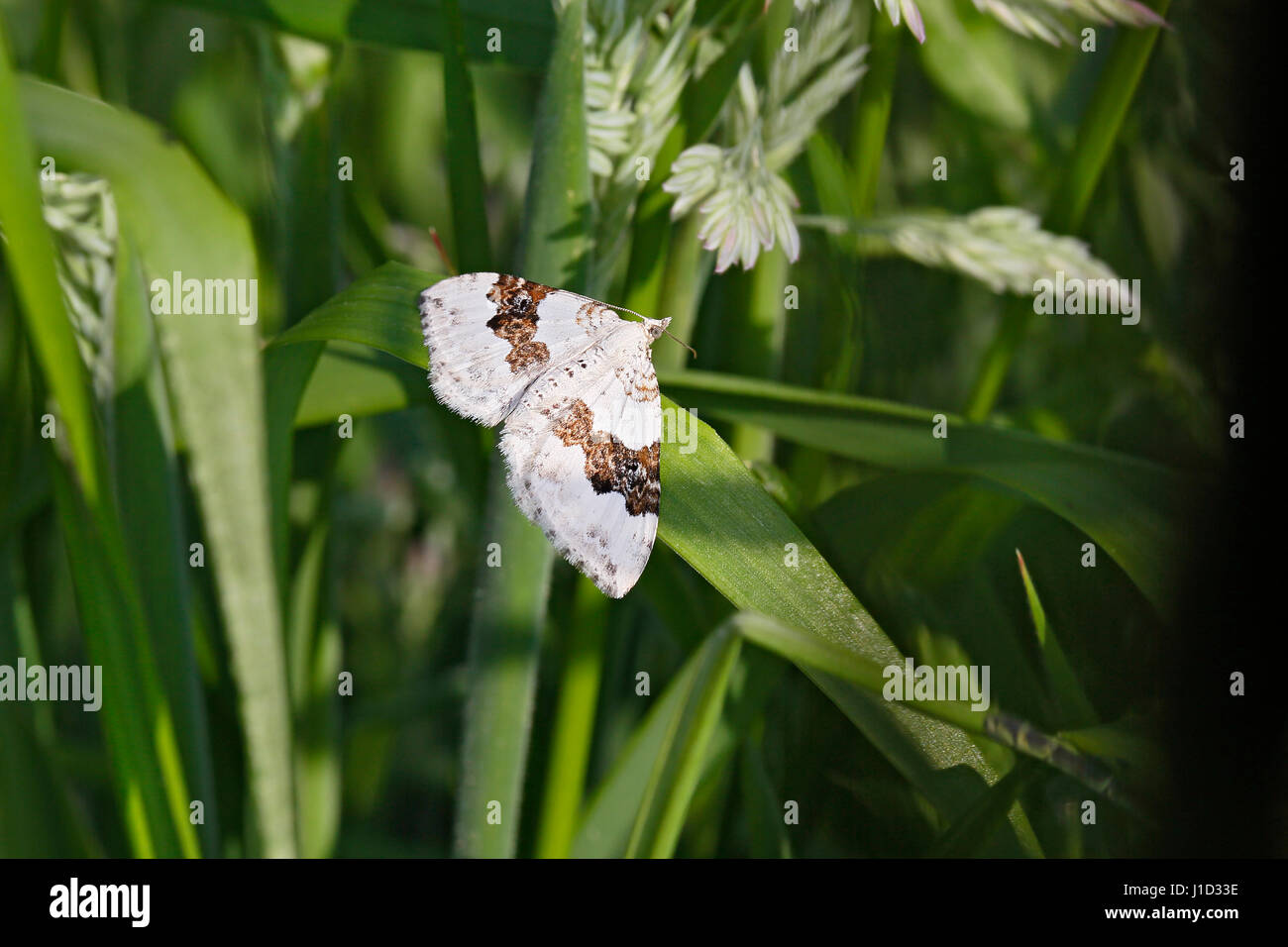 Silver-ground Carpet moth (Xanthorhoe montanata) resting on grass leaf ...