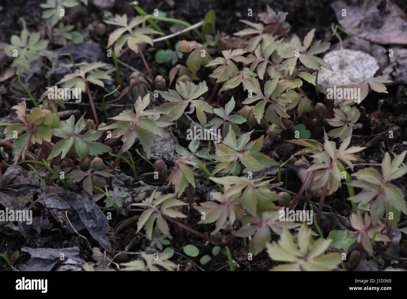Waterleaf hi-res stock photography and images - Alamy