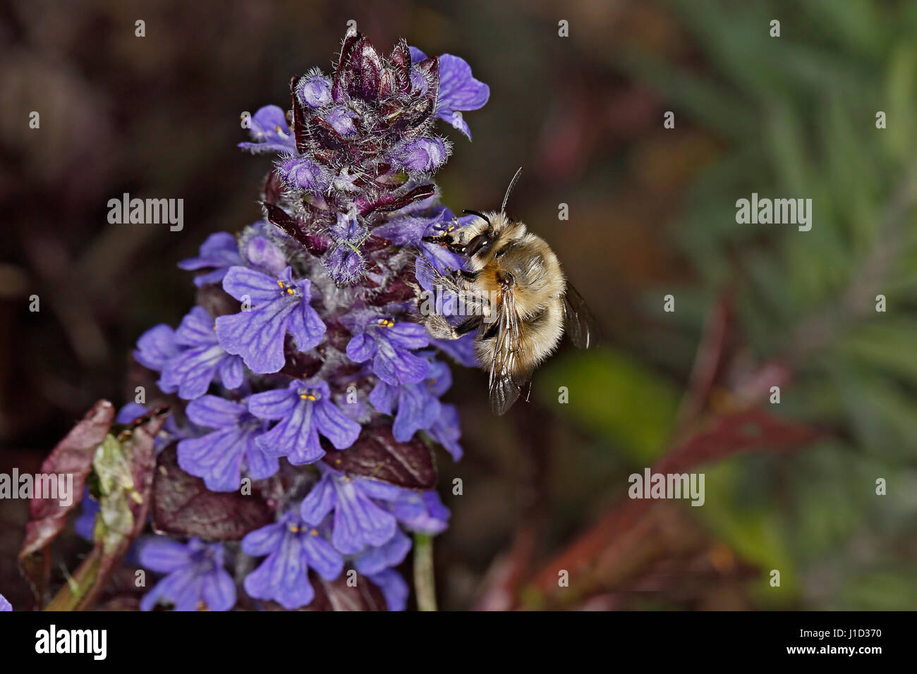 Hairy footed flower bee male hi-res stock photography and images - Alamy