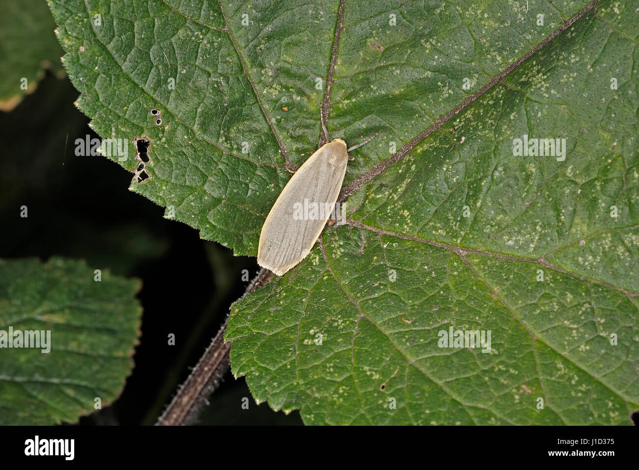 Common Footman moth (Eilema complana) resting on leaf Cheshire UK ...