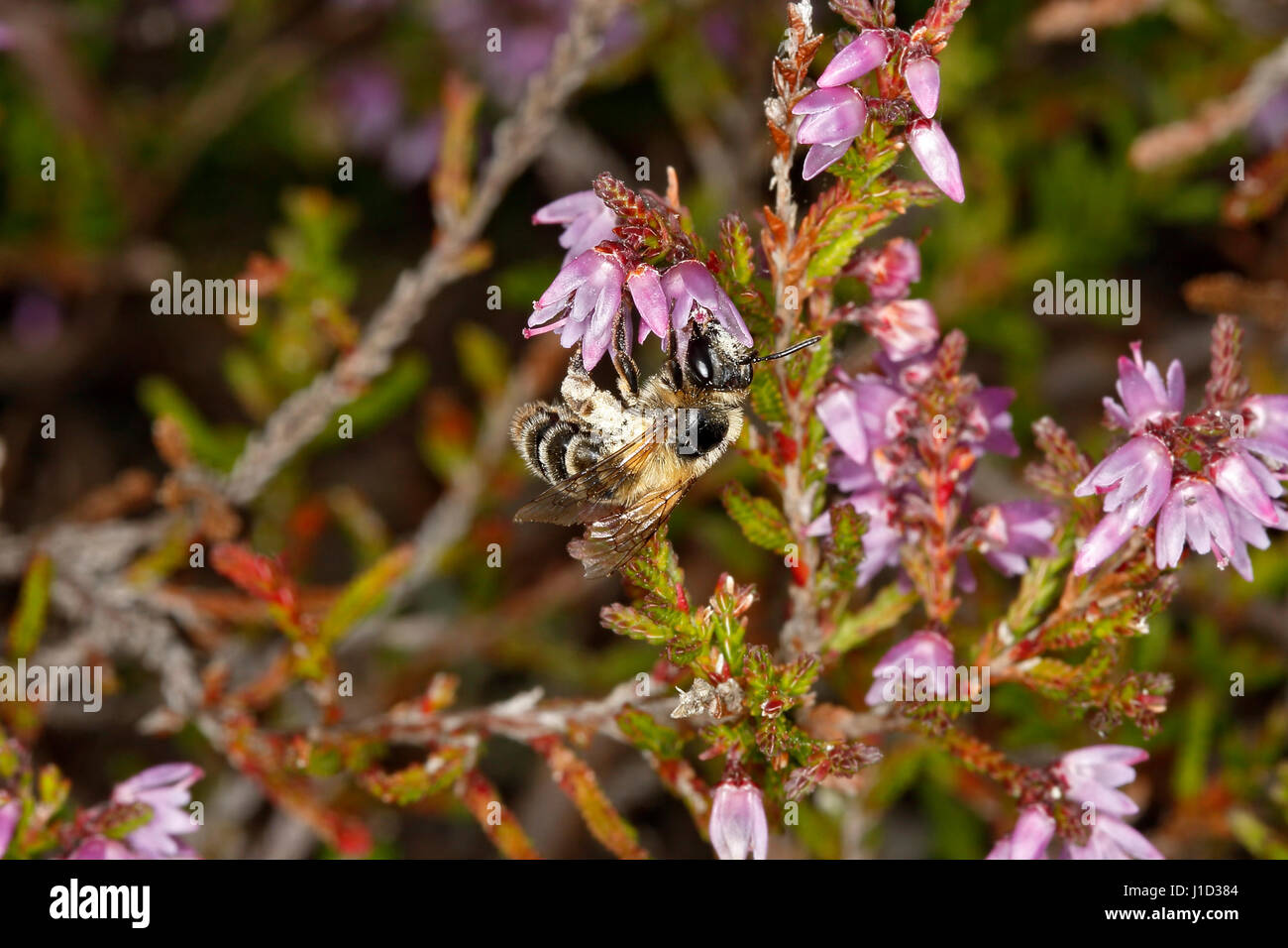 Girdled Colletes (Colletes succinctus) bee feeding on Heather (Calluna ...
