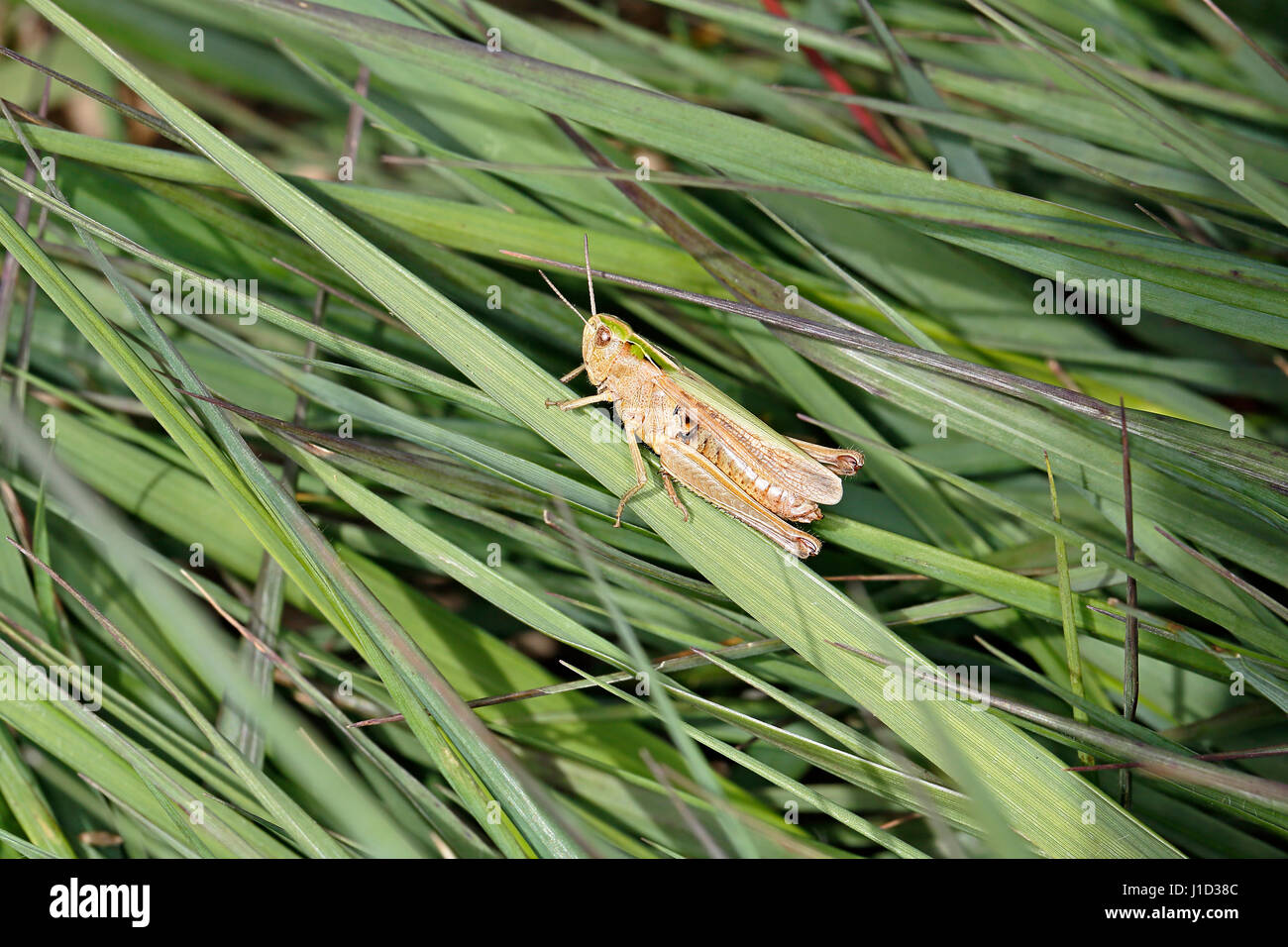 Common Green Grasshopper (Omocestus viridulus) female resting on grass ...