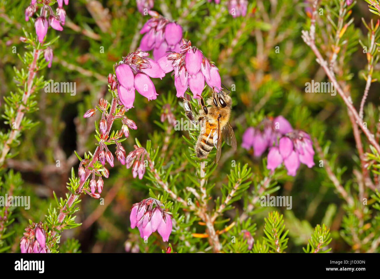 Honey Bee (Apis mellifera) feeding on Bell Heather (Erica cinerea) on ...