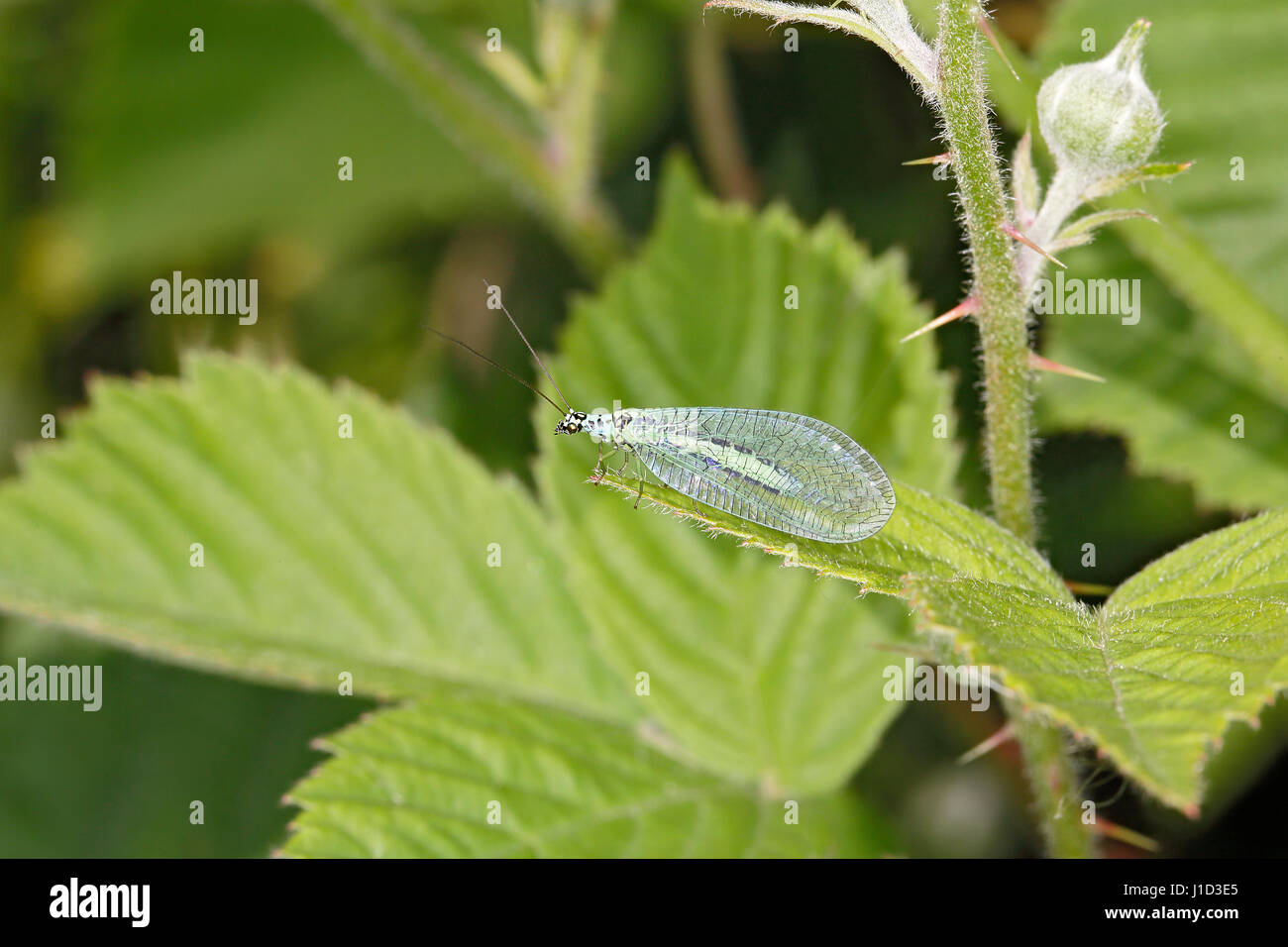 Chrysopa Perla High Resolution Stock Photography and Images - Alamy