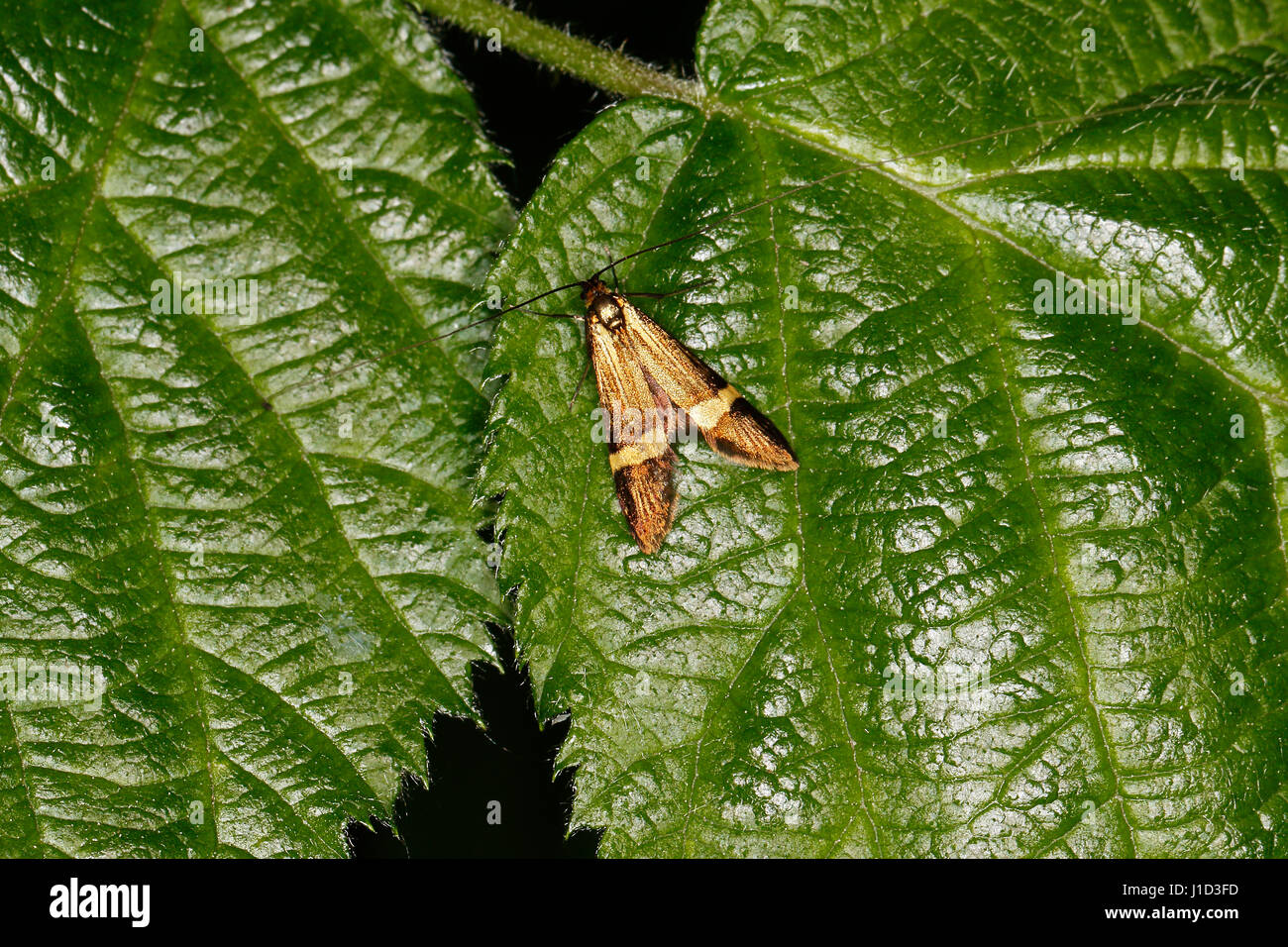 Yellow-barred Longhorn moth (Nemophora degeerella) resting on leaf in ...