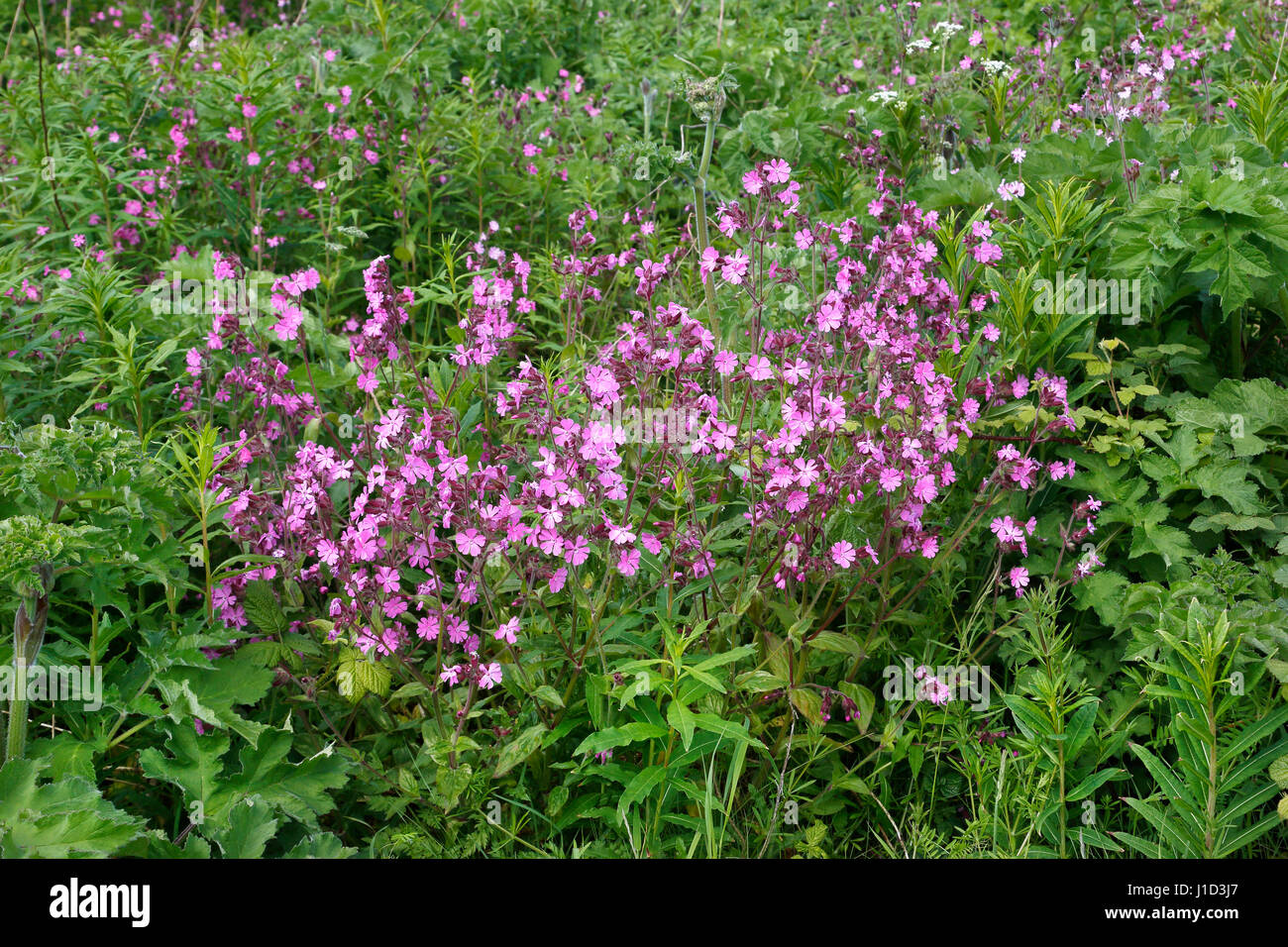 Red Campion (Silene dioica) flowers growing at Wheeldon Copse Woodland ...