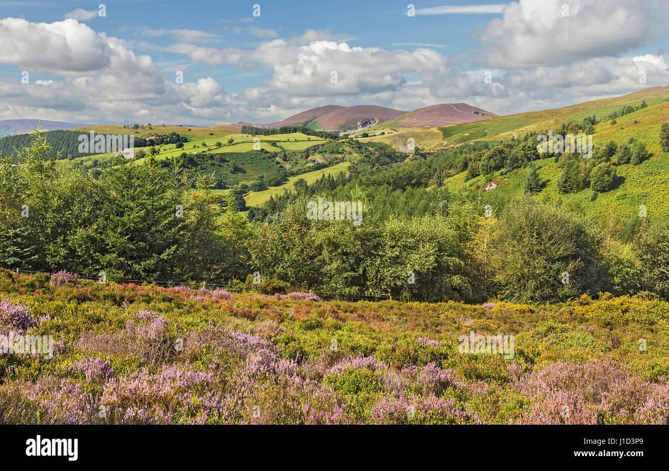 Ruabon moor hi-res stock photography and images - Alamy