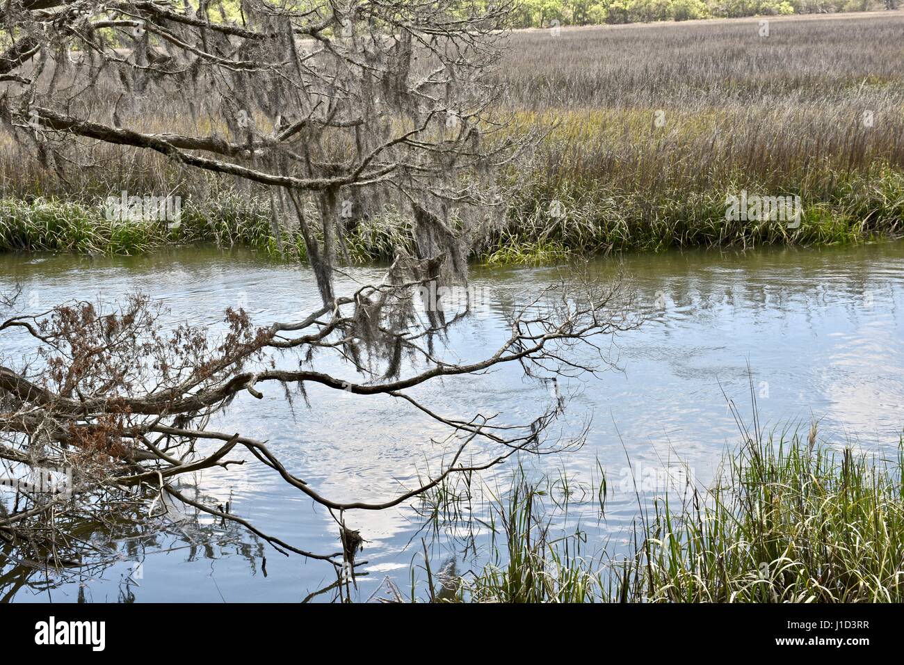Marsh and river view at the back of the Wormsloe plantation in Savannah ...