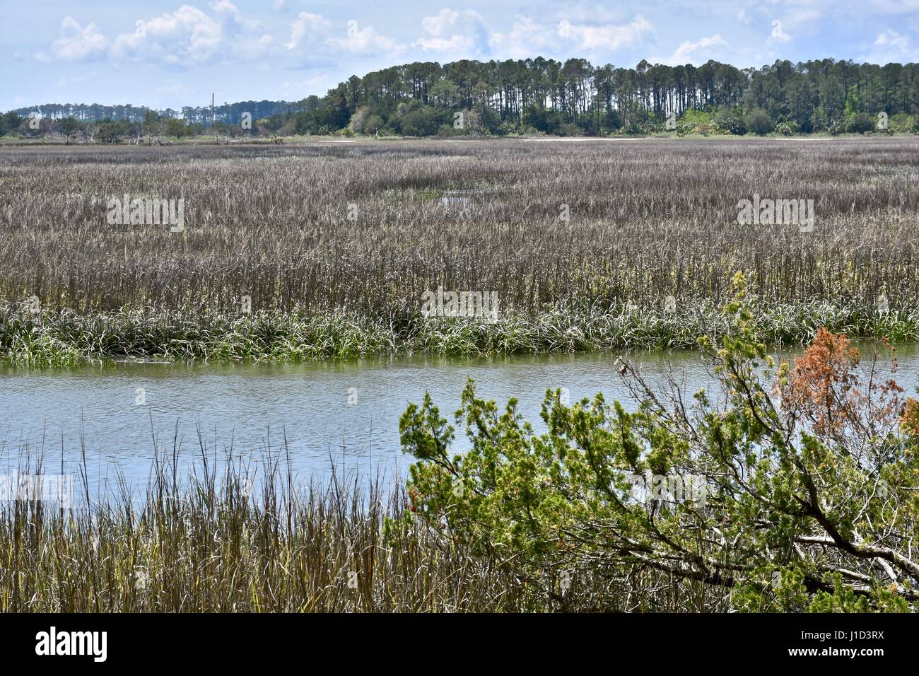 Marsh and river view at the back of the Wormsloe plantation in Savannah ...
