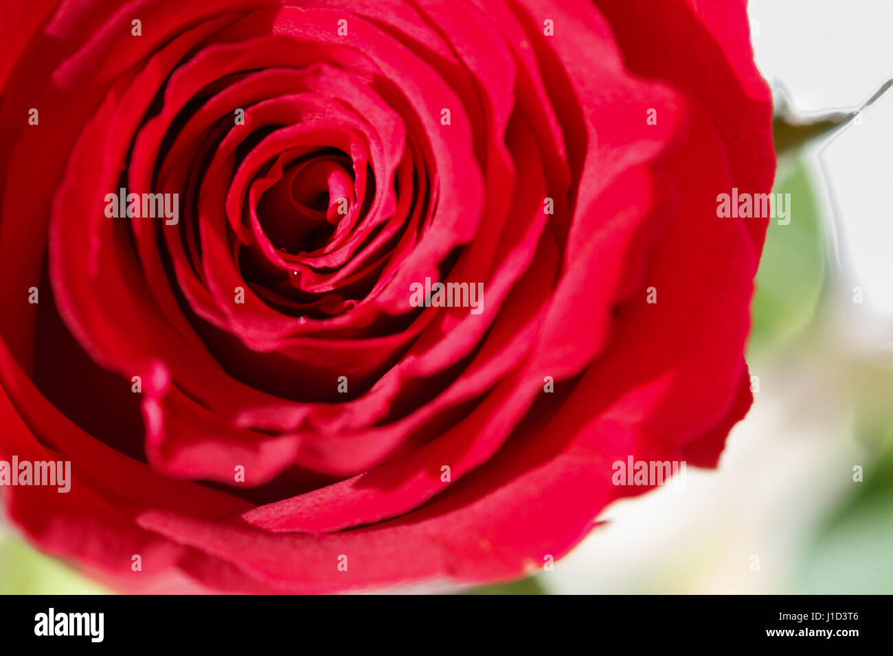 red rose background Stock Photo - Alamy