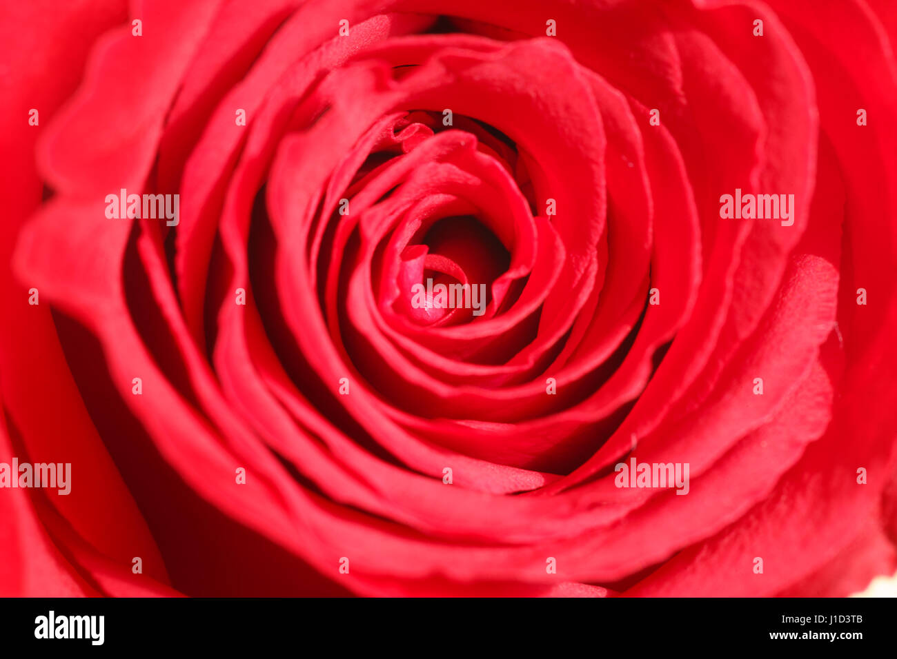 red rose background Stock Photo - Alamy
