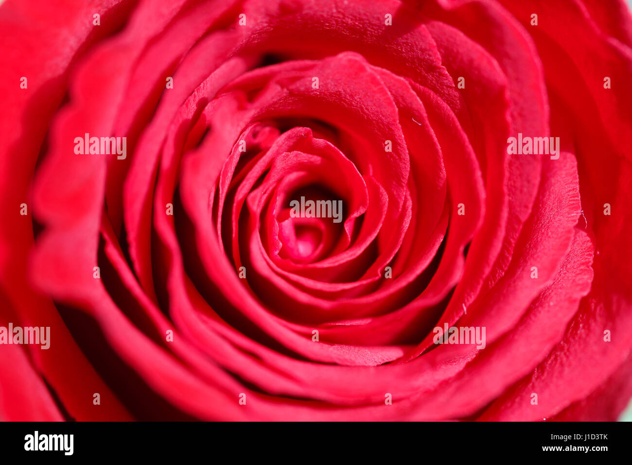 red rose background Stock Photo - Alamy