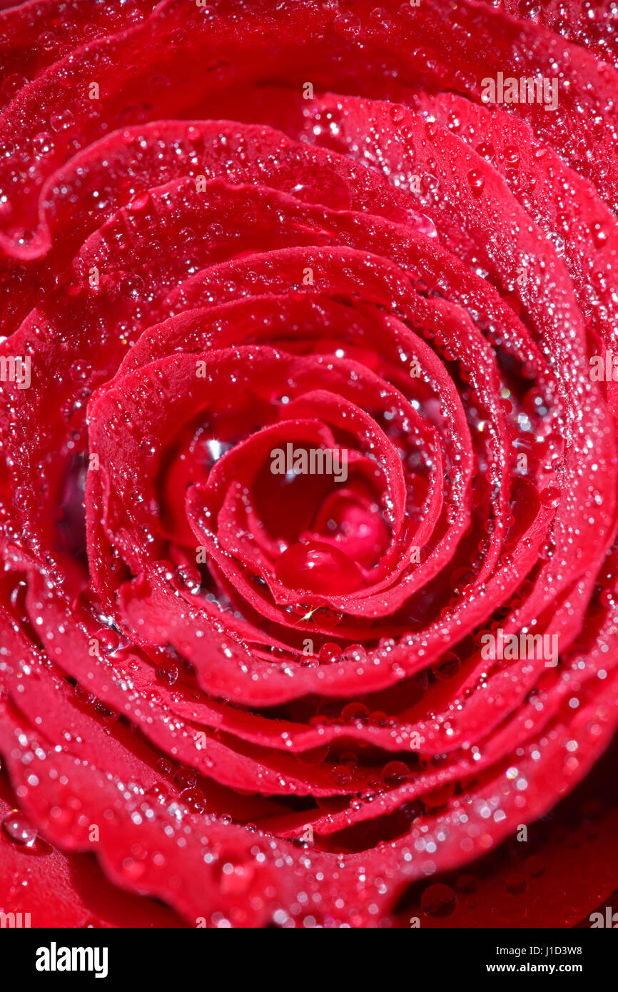 red rose background Stock Photo - Alamy