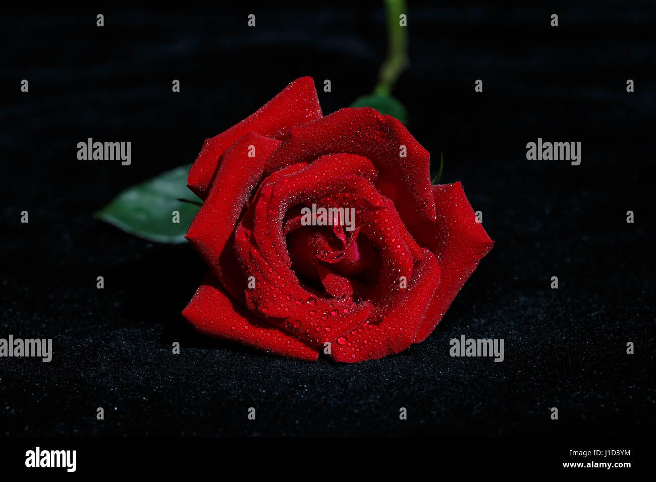 red rose background Stock Photo - Alamy