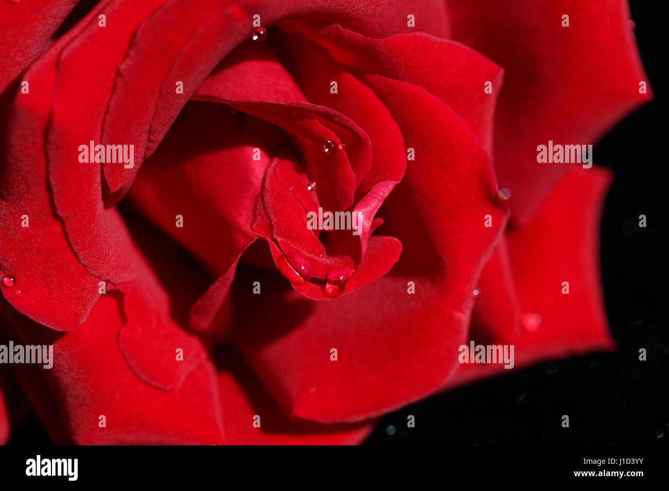 red rose background Stock Photo - Alamy