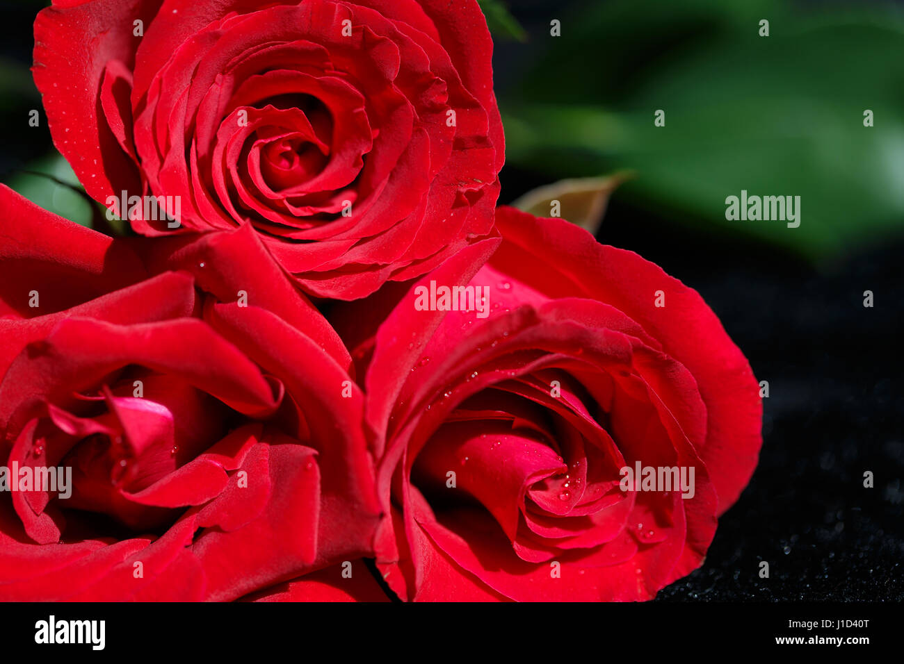 red rose background Stock Photo - Alamy