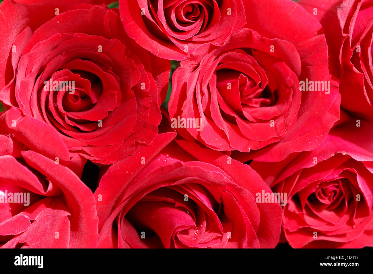 red rose background Stock Photo - Alamy