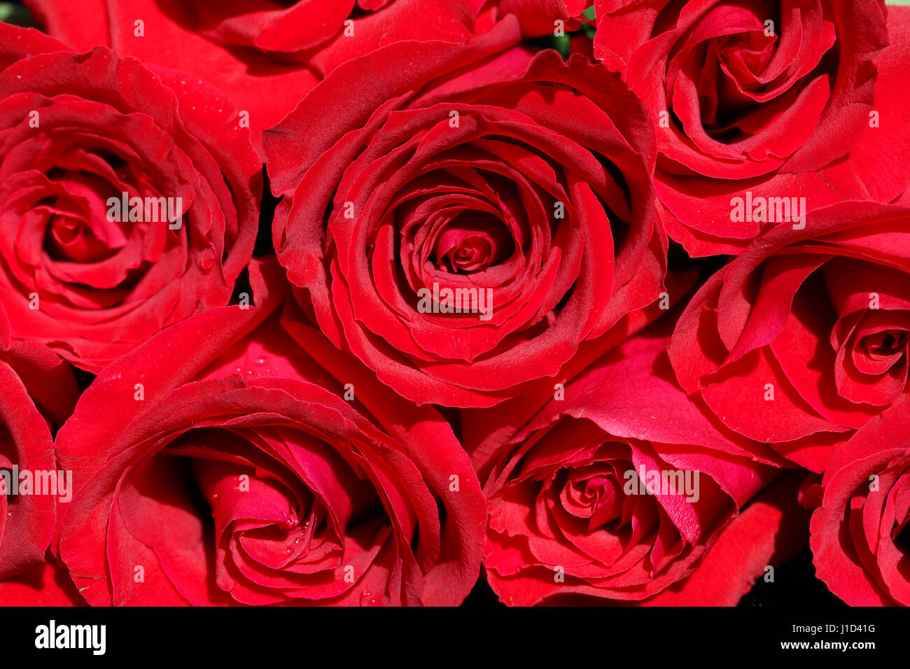 red rose background Stock Photo - Alamy