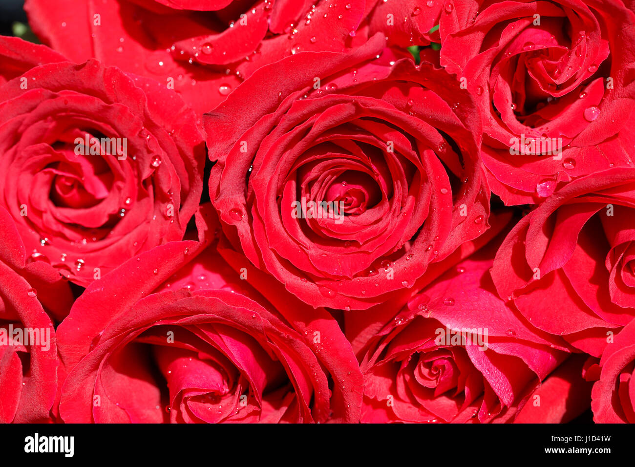 red rose background Stock Photo - Alamy