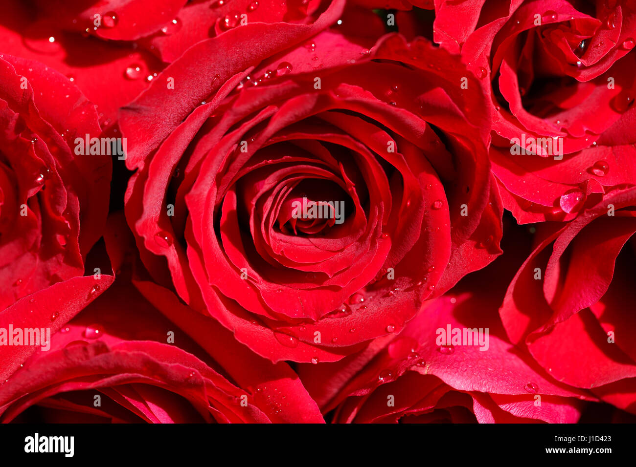 red rose background Stock Photo - Alamy