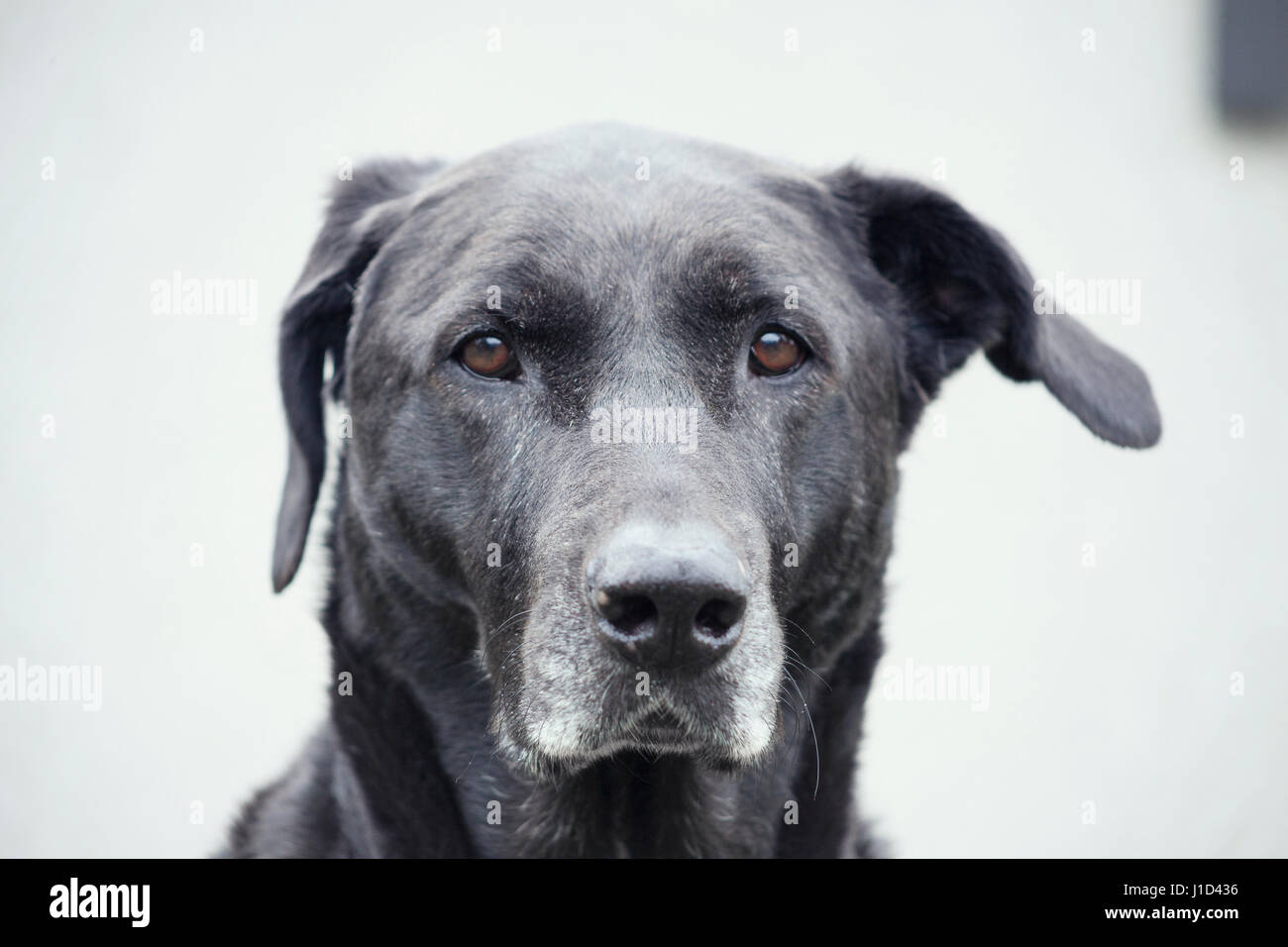 Portrait of large female dog Stock Photo - Alamy