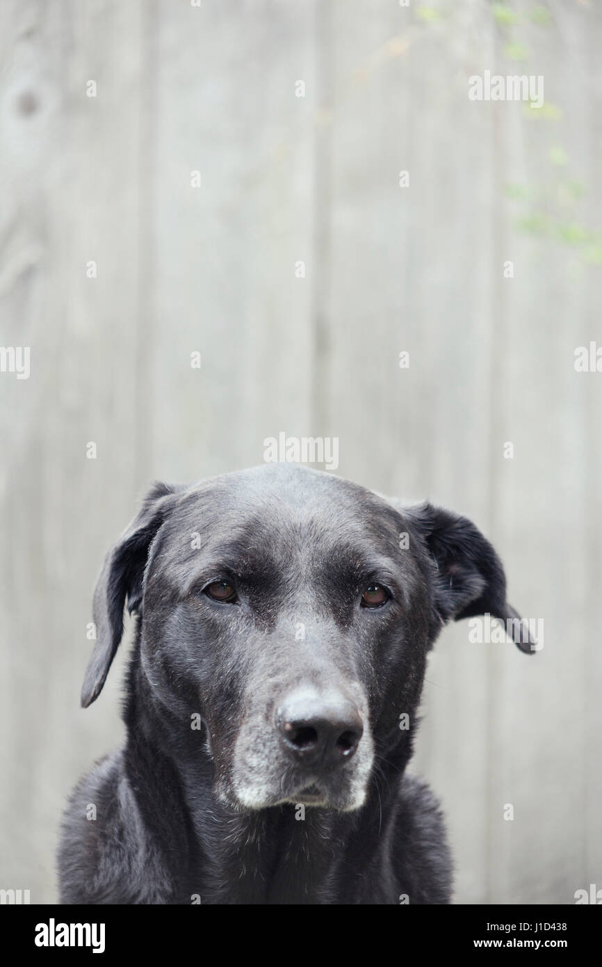 Portrait of large female dog Stock Photo - Alamy