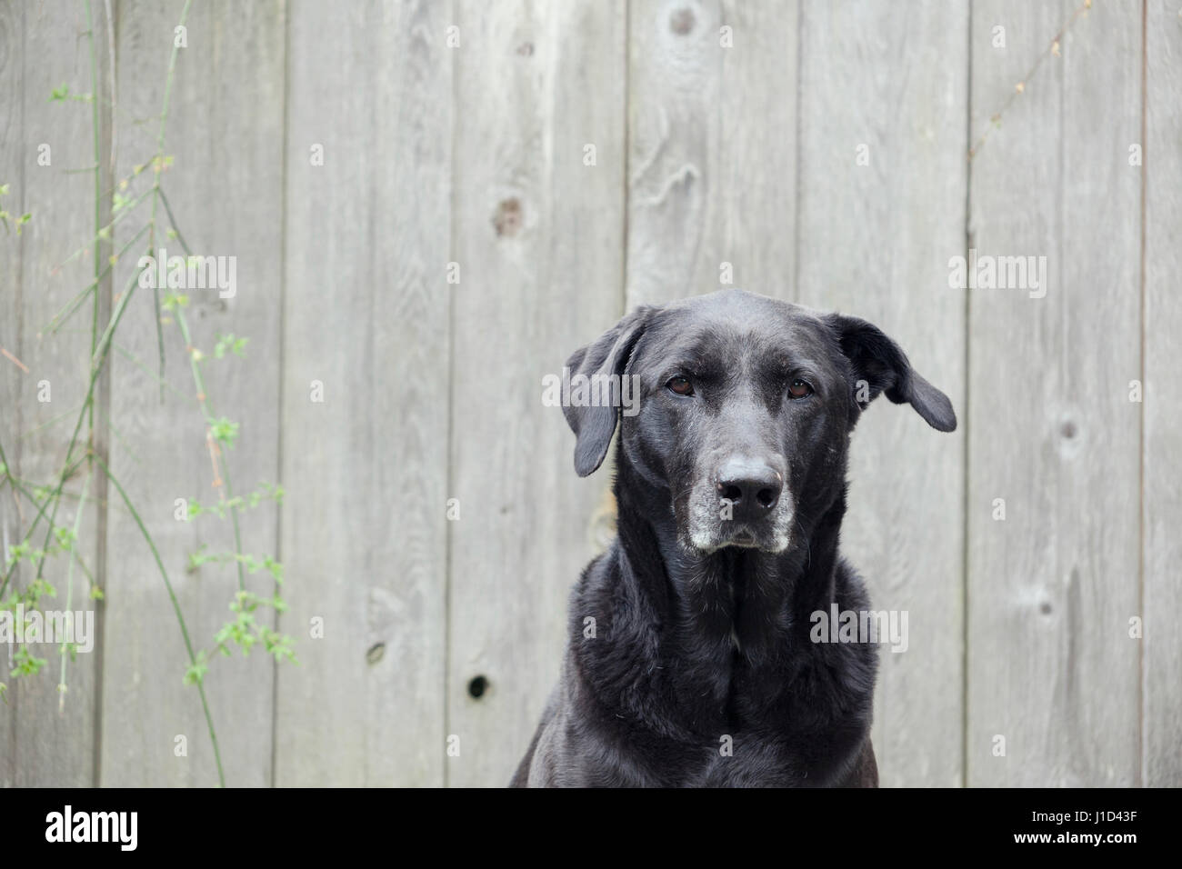 Portrait of large female dog Stock Photo - Alamy