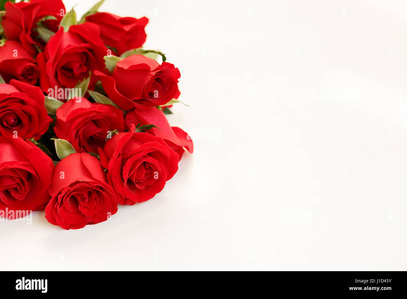red rose background Stock Photo - Alamy