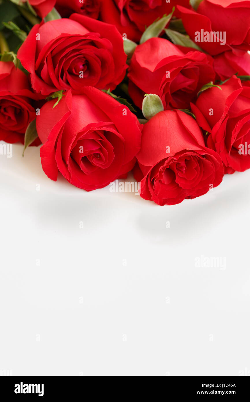 red rose background Stock Photo - Alamy