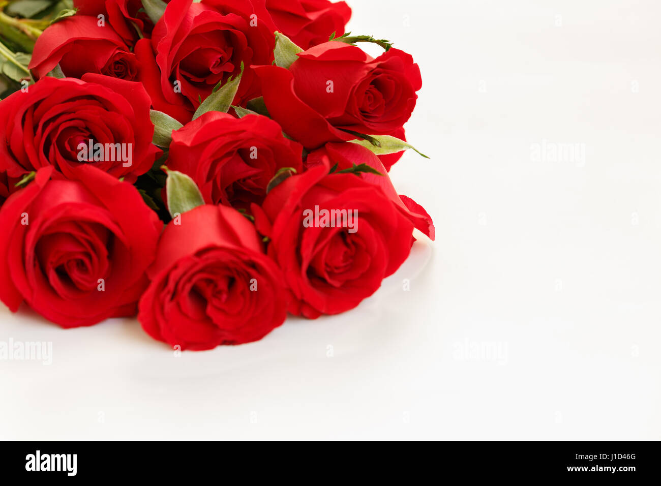 red rose background Stock Photo - Alamy
