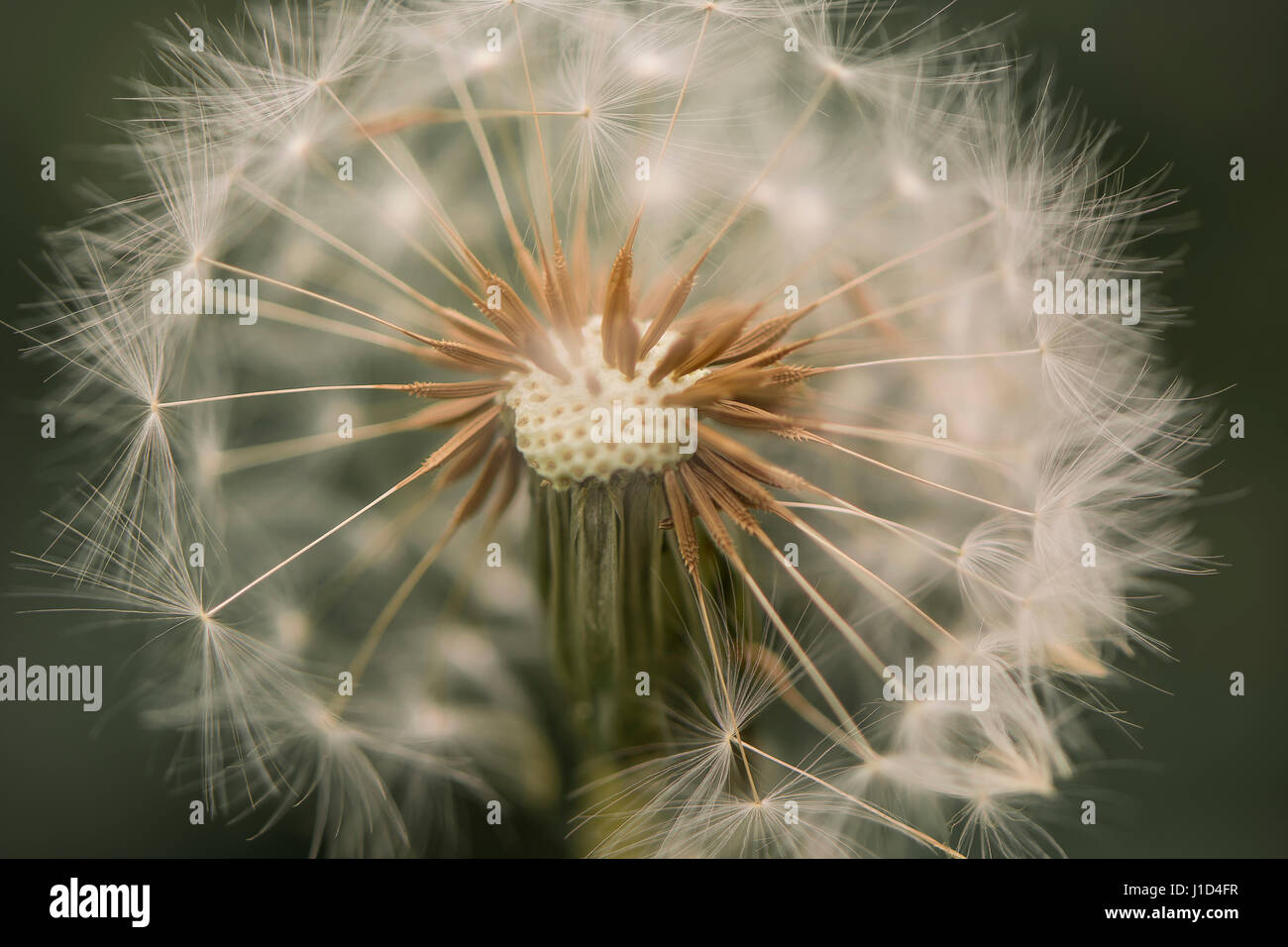 A single isolated dandelion head that has gone to seed, in close up and ...
