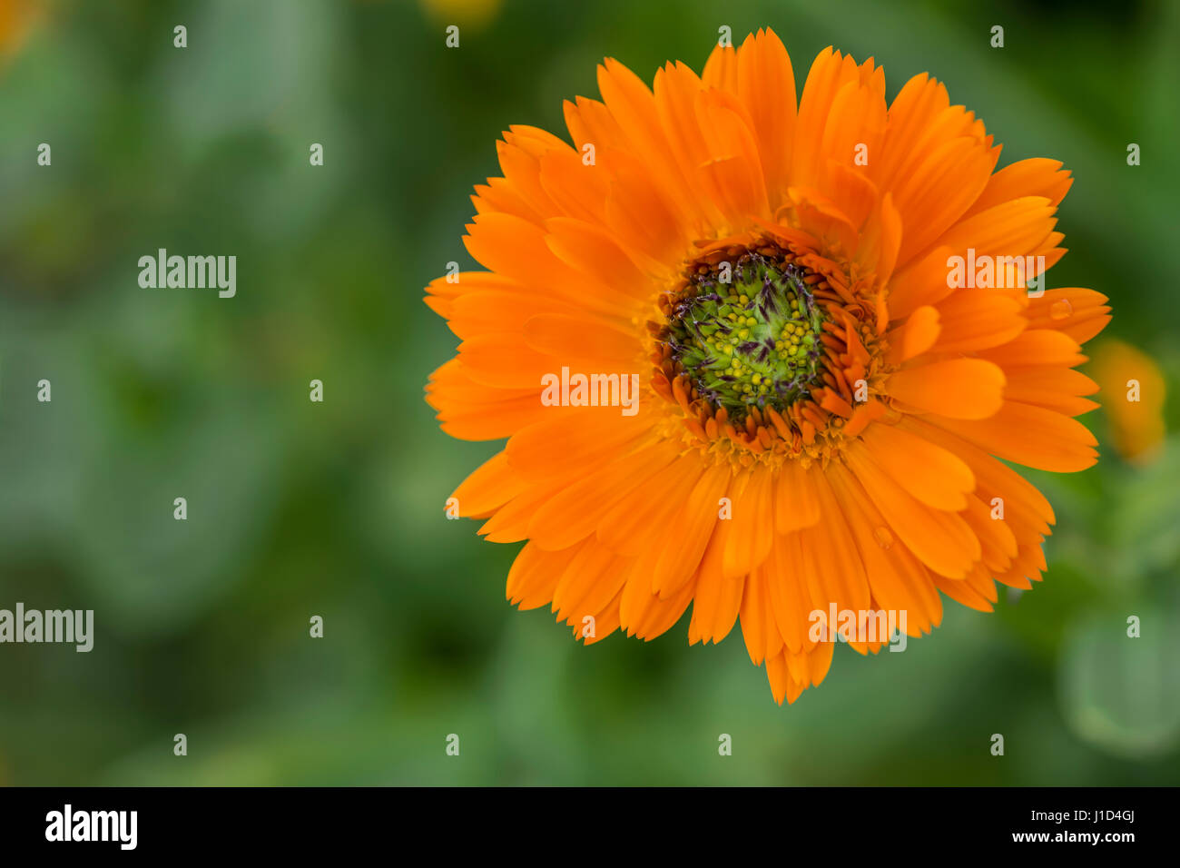 Single marigold flower calendula officinalis hi-res stock photography ...
