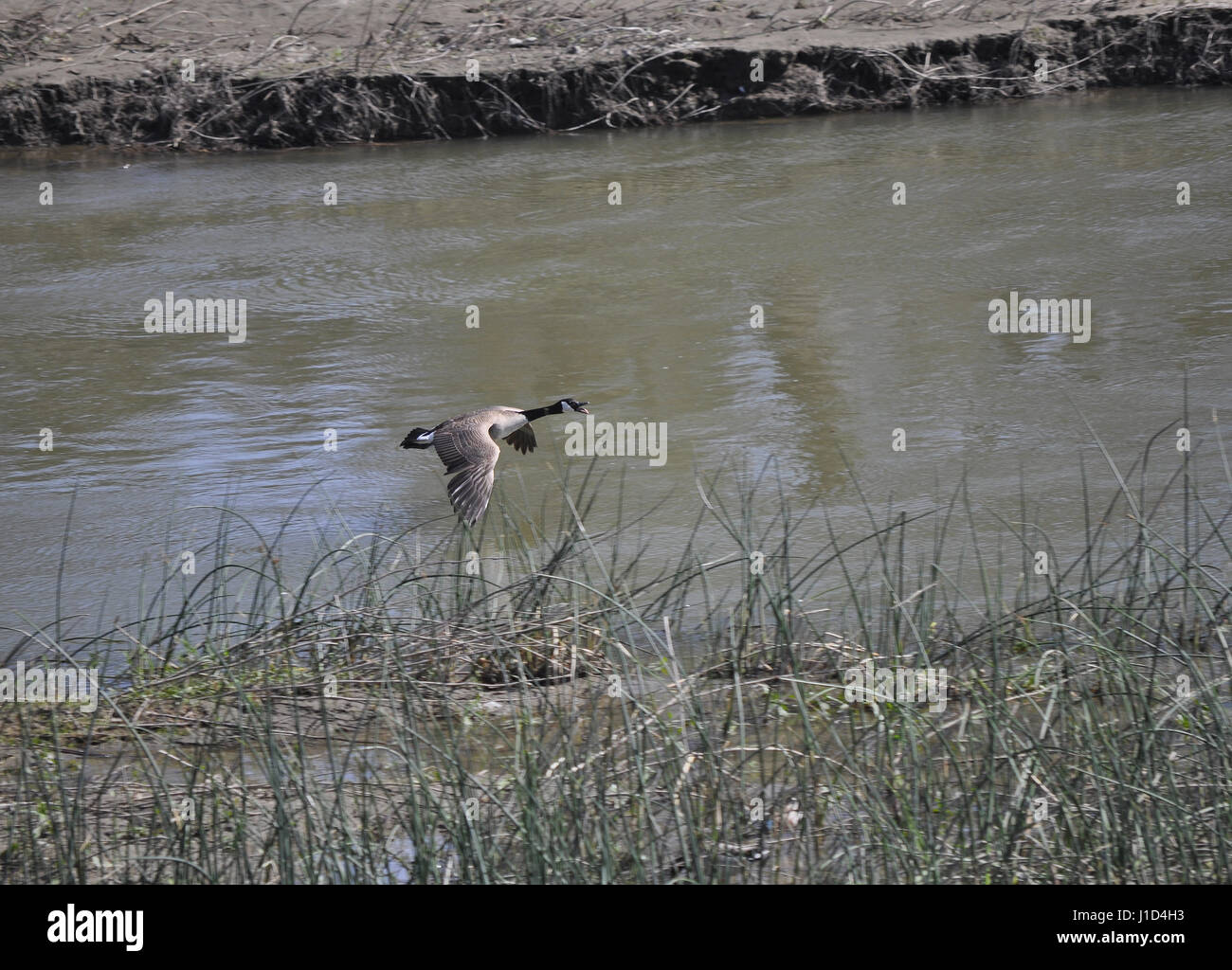 geese; Canada; goose, Branta; canadensis; flying, flight, bird, wing ...