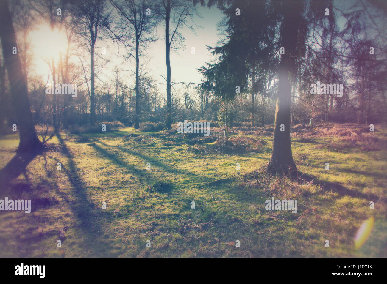 Low sun through trees in english woods Stock Photo - Alamy