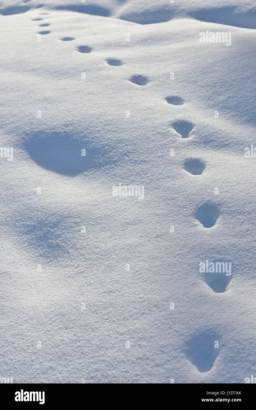 Fox tracks in snow High Resolution Stock Photography and Images - Alamy
