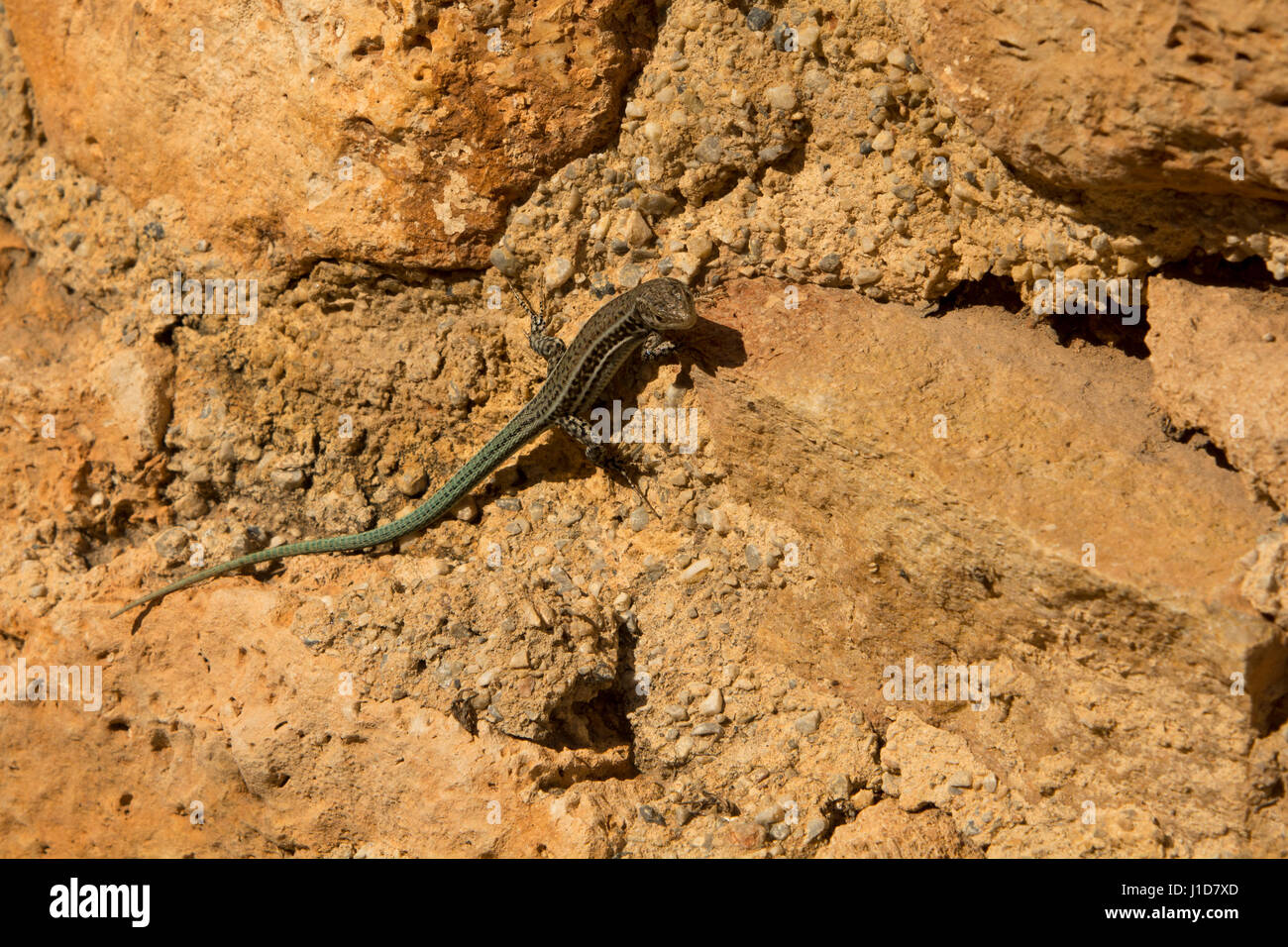 Cretan Wall Lizards are scampering everywhere on sunny and rocky ...