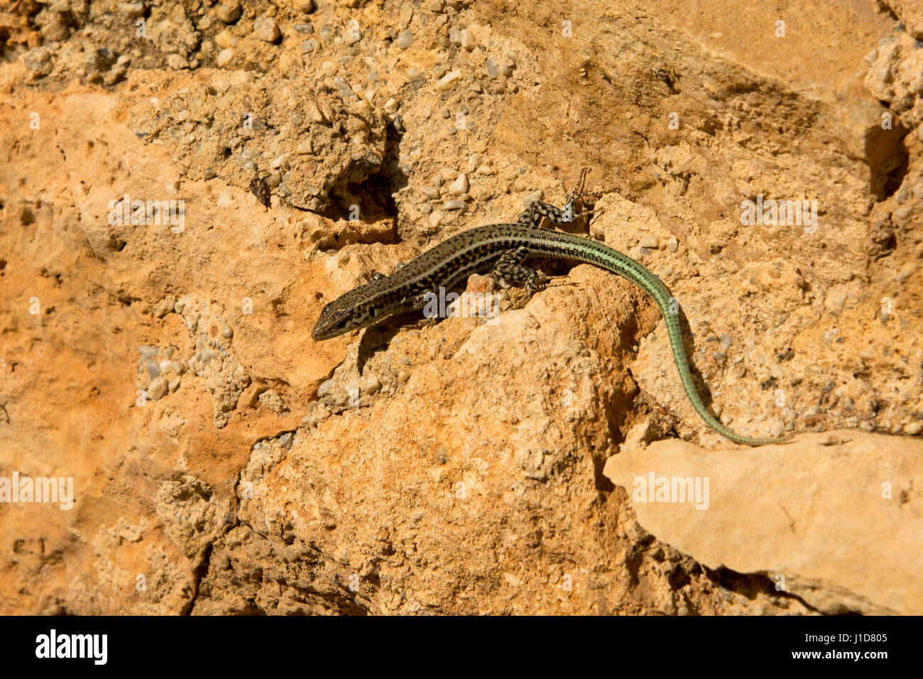 Cretan Wall Lizards are scampering everywhere on sunny and rocky ...