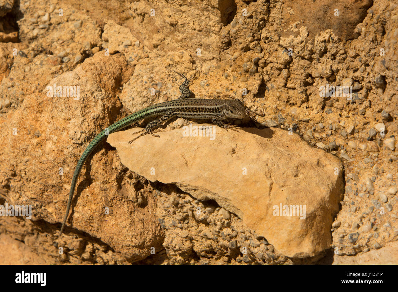 Cretan Wall Lizards are scampering everywhere on sunny and rocky ...