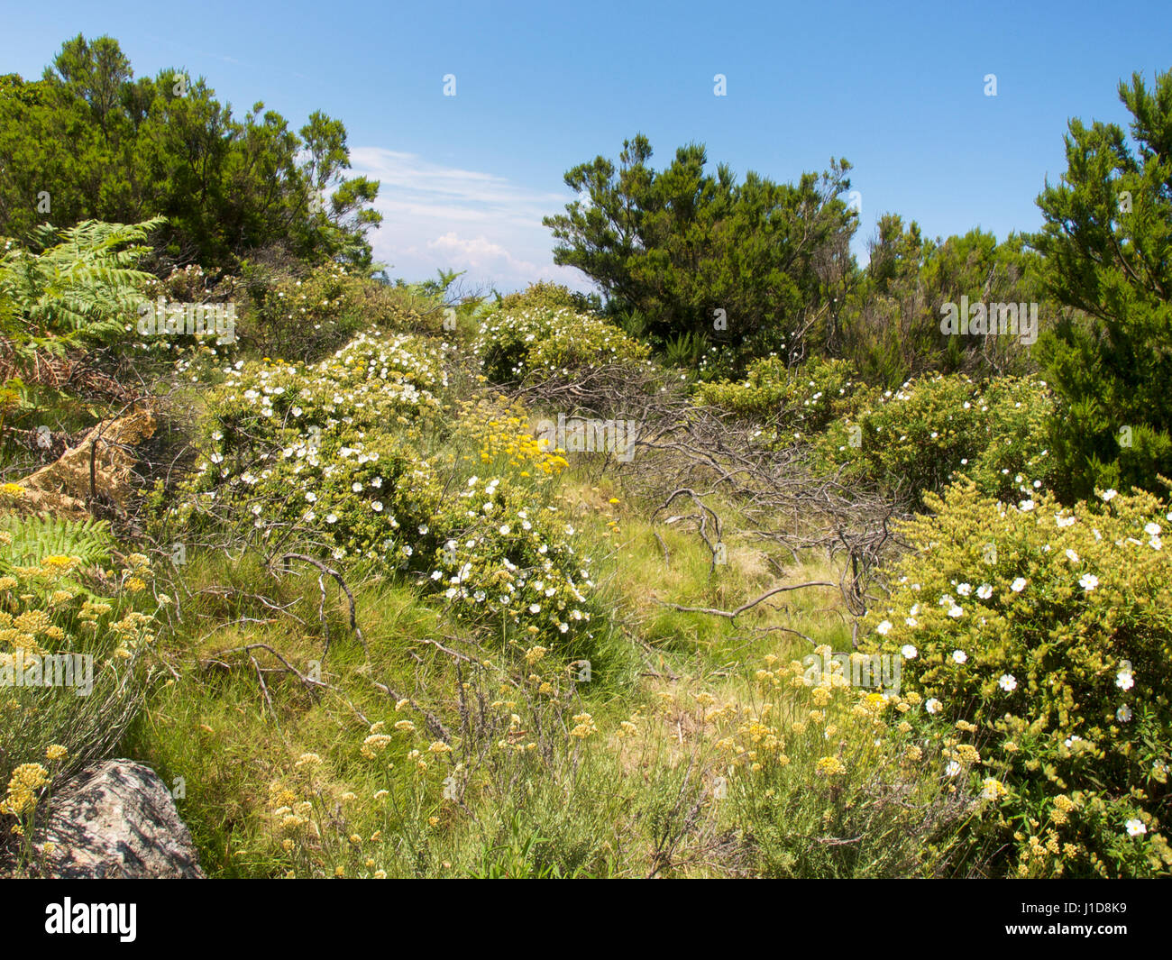 Elba, Italy: inland areas with Mediterranean vegetation and views of ...