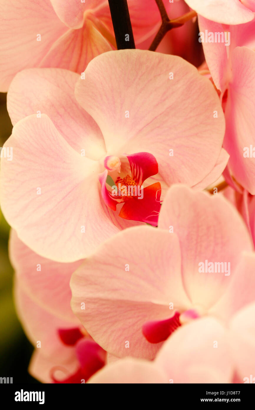 Spanish Orchids High Resolution Stock Photography and Images - Alamy