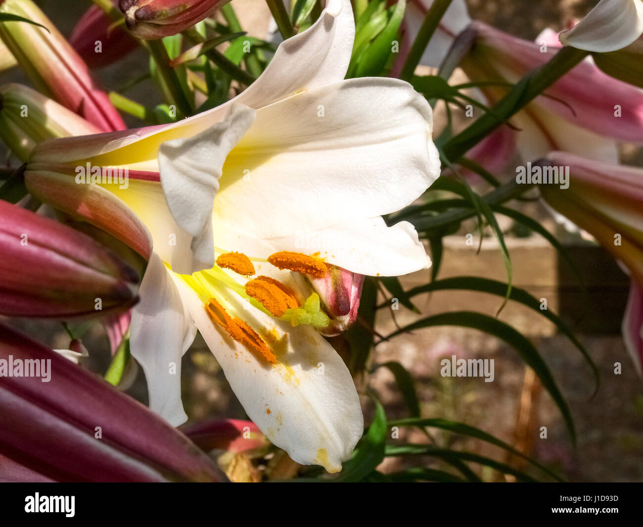 Elba, Italy: lily flower in a botanical garden Stock Photo - Alamy
