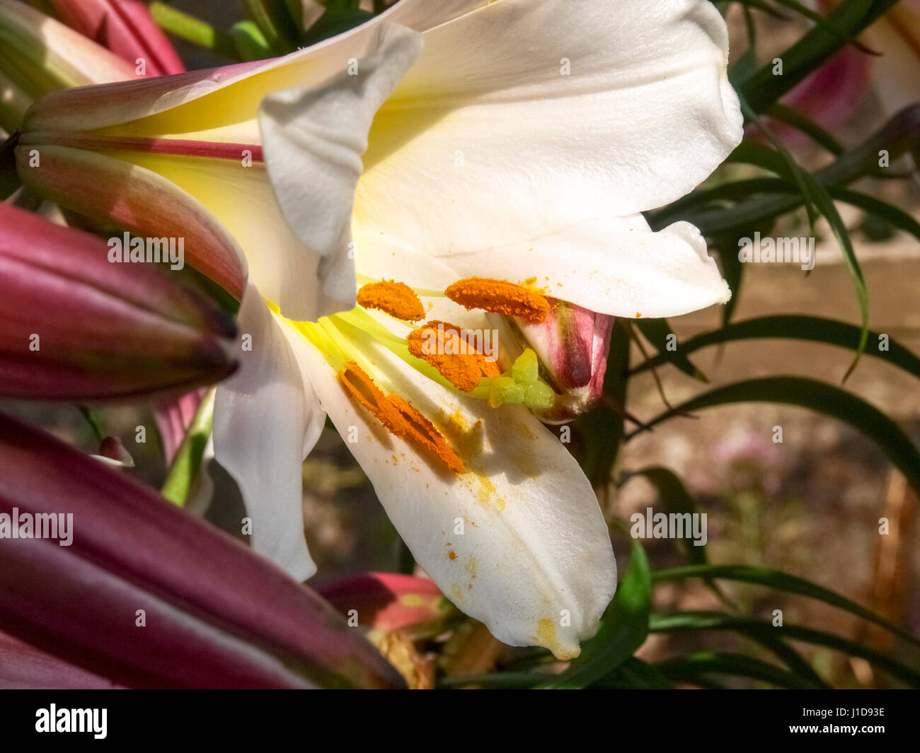 Elba, Italy: lily flower in a botanical garden Stock Photo - Alamy