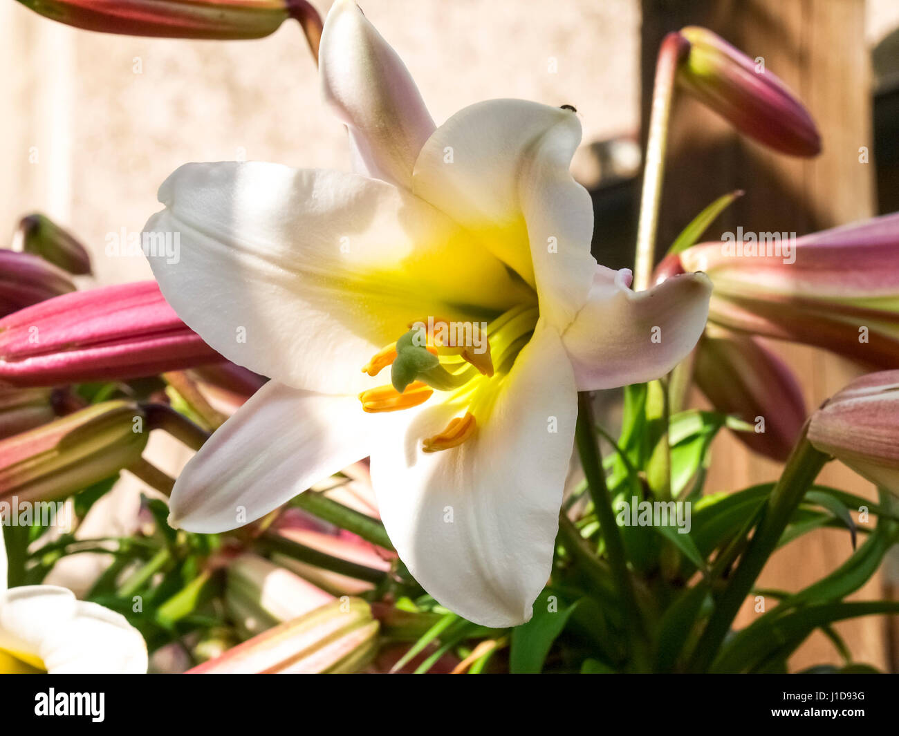 Elba, Italy: lily flower in a botanical garden Stock Photo - Alamy